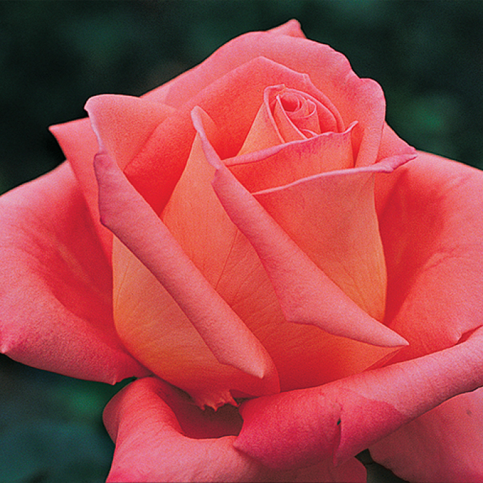 Rose, Hybrid Tea, Folklore, Hybrid Tea Roses: Edmunds' Roses