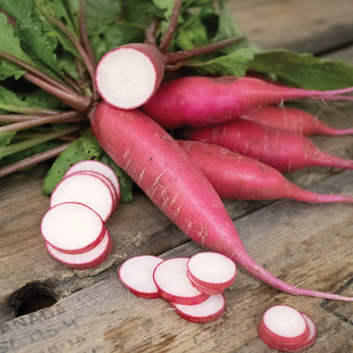 Radish, Dragon Hybrid, Chinese Winter Radishes: J.W. Jung Seed Company
