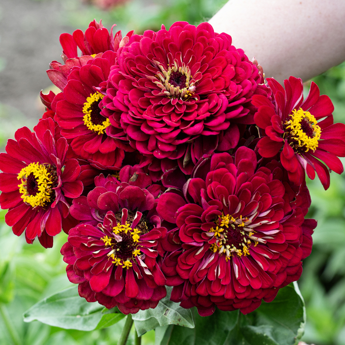 Zinnia, Super Giant Meteor , Zinnia: J.W. Jung Seed Company