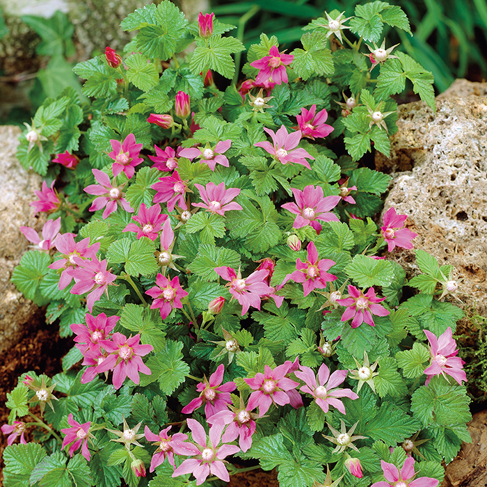 Nagoonberry Offer (1 of each), Fruit Collection: J.W. Jung Seed Company