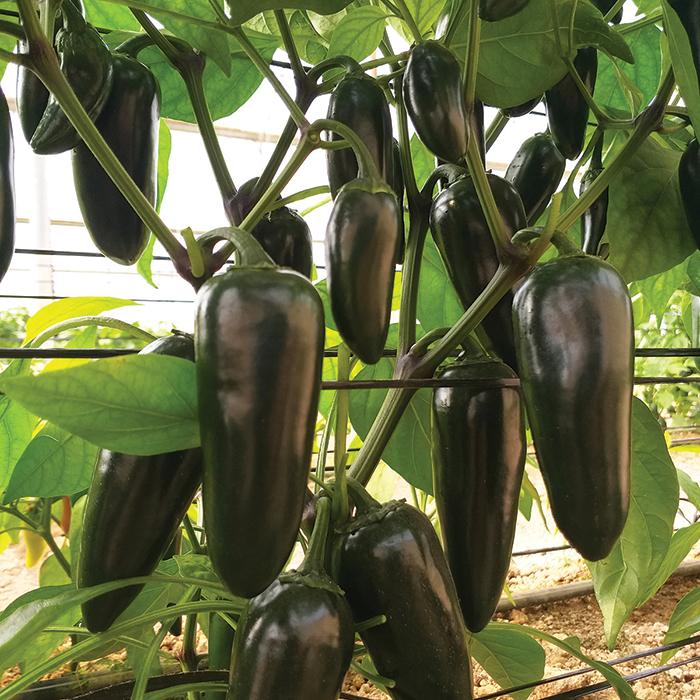 Pepper, Hot, Black Magic Hybrid, Hot Pepper Seeds: Totally Tomatoes