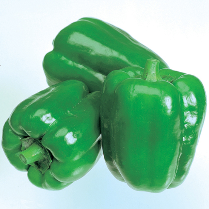 Pepper, Bell, New Ace Hybrid , Sweet Bell Pepper Seeds: Totally Tomatoes
